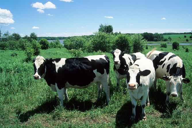 Cow Heaven: A Self-Guided Driving Tour from Point Reyes Seashore to Tomales - What’s Included and What’s Not