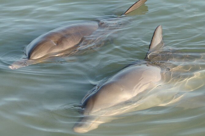Dolphin and Manatee Clear Kayak or Paddleboard Tour - Discover the Dolphin and Manatee Clear Kayak or Paddleboard Tour in Cocoa Beach