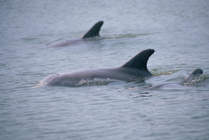 Dolphin and Manatee Clear Kayak or Paddleboard Tour - Key Points