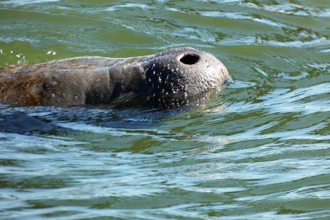 Dolphin and Manatee Clear Kayak or Paddleboard Tour - Who Will Love This Tour?