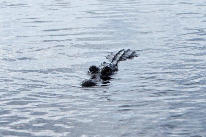 Everglades Airboat Ride and Bus transfer from Miami Beach - An In-Depth Look at the Tour Experience