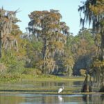 Everglades Airboat Tour with Roundtrip Transportation from Miami - Final Thoughts: Is It Worth It?