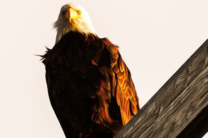 Exquisite Wildlife & Wilderness Photo Tour Anchorage -Whittier - What Makes This Tour Stand Out?
