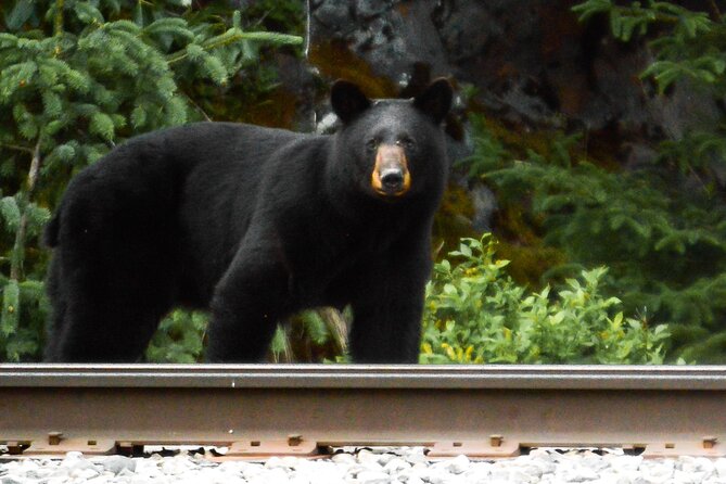 Exquisite Wildlife & Wilderness Photo Tour Anchorage -Whittier - Practical Details