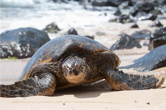 Family-Friendly Private Circle Island Tour of Oahu - Who Should Consider This Tour?