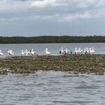 Fast & More Airboat Tour - What to Expect on the Tour