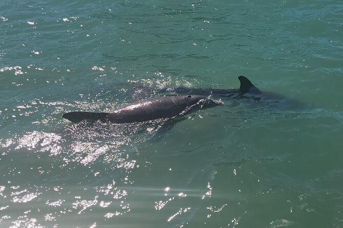 !! Flippers Fun Boat !! Dolphin Adventure Clearwater Beach! - Who Should Book This Tour?