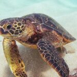 Full day Oahu´s North Shore Circle Island & Snorkeling w/ Turtles - What the Reviews Say: Authentic Insights