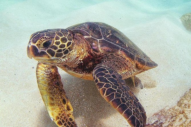 Full day Oahu´s North Shore Circle Island & Snorkeling w/ Turtles - What the Reviews Say: Authentic Insights