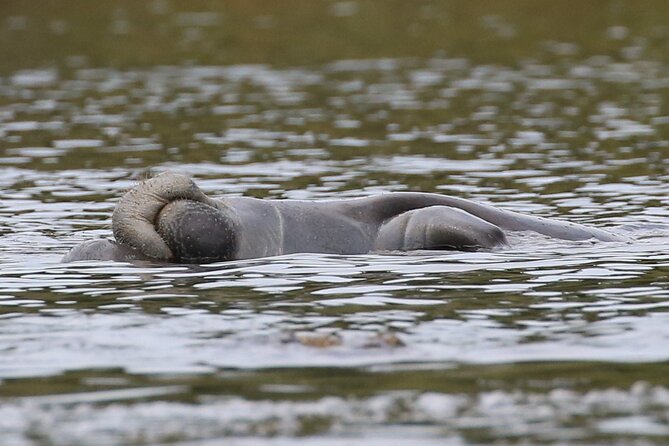 Guided Kayaking Manatee Tour near Orlando - Key Points