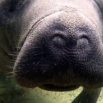 Guided Kayaking Manatee Tour near Orlando - The Sum Up