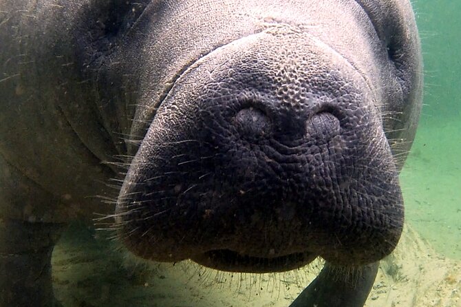 Guided Kayaking Manatee Tour near Orlando - The Sum Up