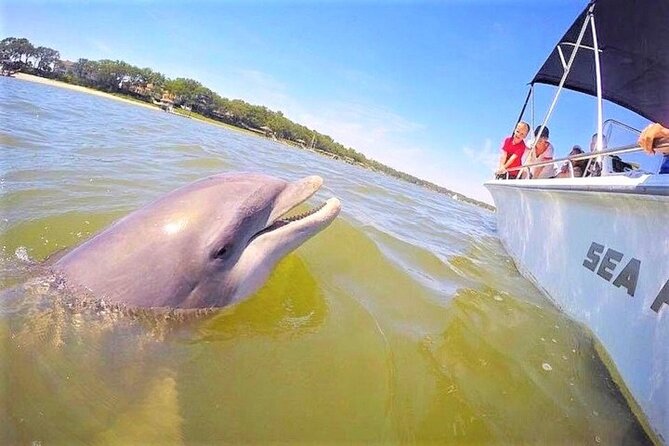 Hilton Head Dolphin Tour with Stop at Disappearing Island - Key Points