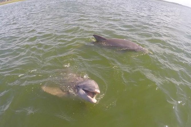 Hilton Head Dolphin Tour with Stop at Disappearing Island - Drawbacks and Considerations