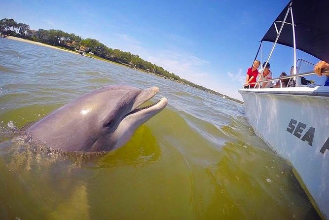Hilton Head Dolphin Tour with Stop at Disappearing Island - Practical Details and Tips