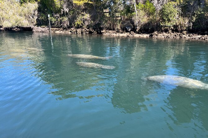 Kings Bay Eco Tours - Key takeaways