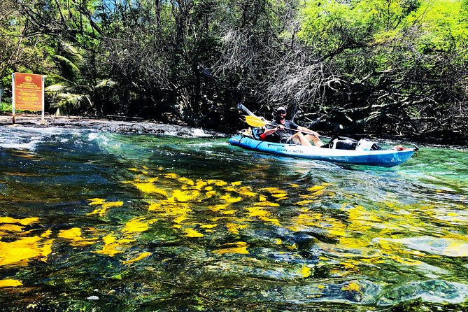Midday Meander - Kealakekua Bay Kayak and Snorkel Adventure - Discovering Kealakekua Bay: A Deep Dive into the Experience