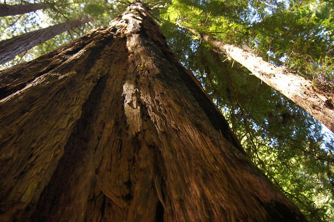 San Francisco: Guided Muir Woods Tour & Hop-on Hop-off Bus Tour - The Itinerary Detailed