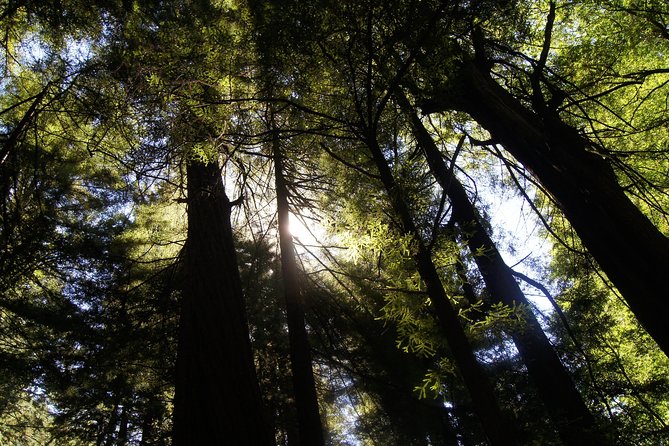 San Francisco: Guided Muir Woods Tour & Hop-on Hop-off Bus Tour - In The Sum Up