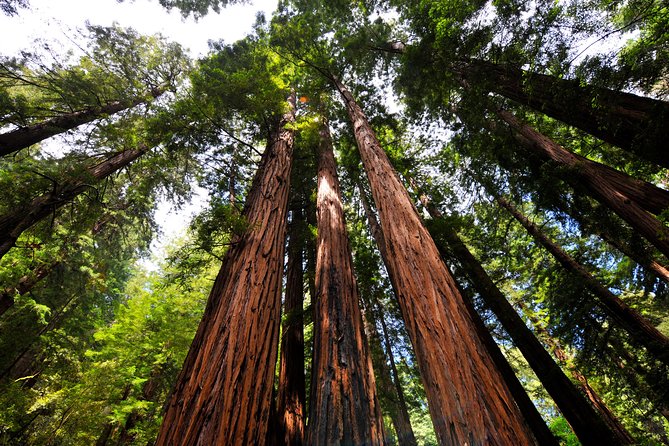 San Francisco to Muir Woods Shuttle - Practical Tips for Booking and Enjoying the Tour