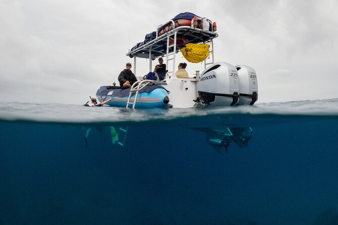 The Best 2.5 Hour Molokini Snorkel Tour & Whale Watch - Snorkeling at Molokini