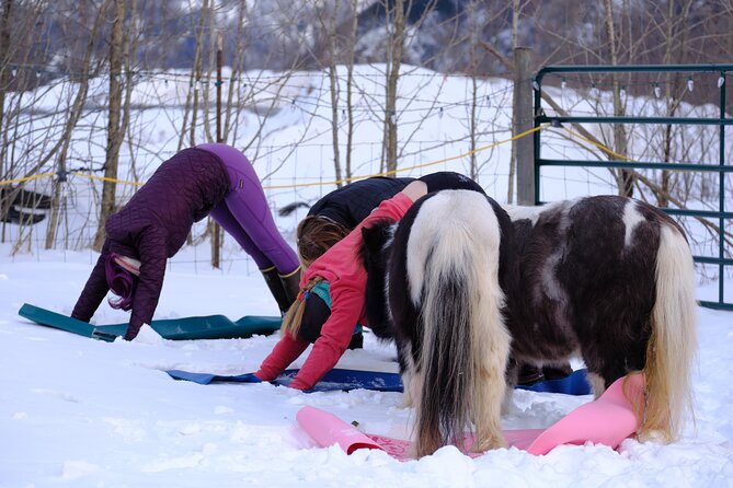 Yoga with Horses - An In-Depth Look at the Yoga with Horses Experience