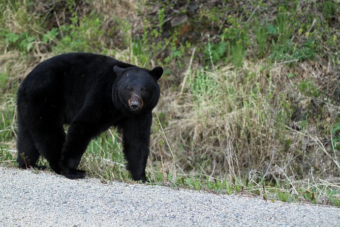 Yukon Extended Summit Drive Tour (From Skagway) - Who Is This Tour Best For?